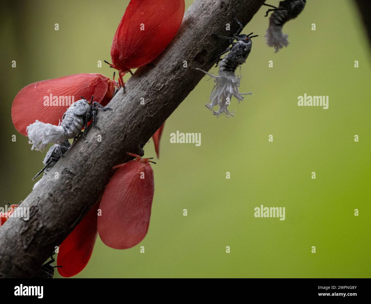 Flatid leaf bugs and nymphs, Flatida rosea, Anja Community Reserve ...