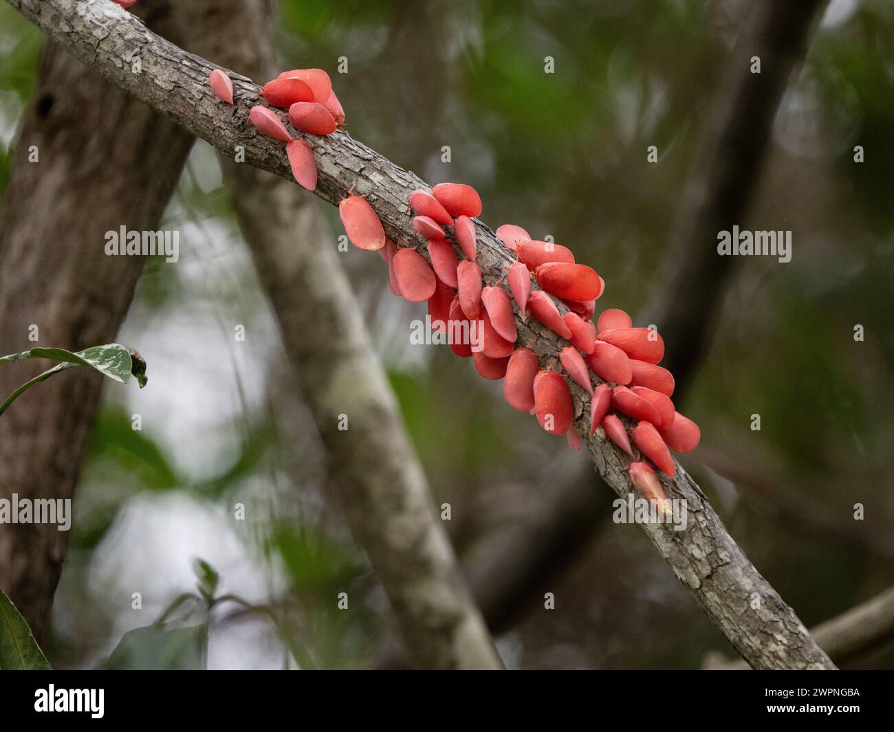 Flatid leaf bugs, Flatida rosea, Anja Community Reserve, Haute ...