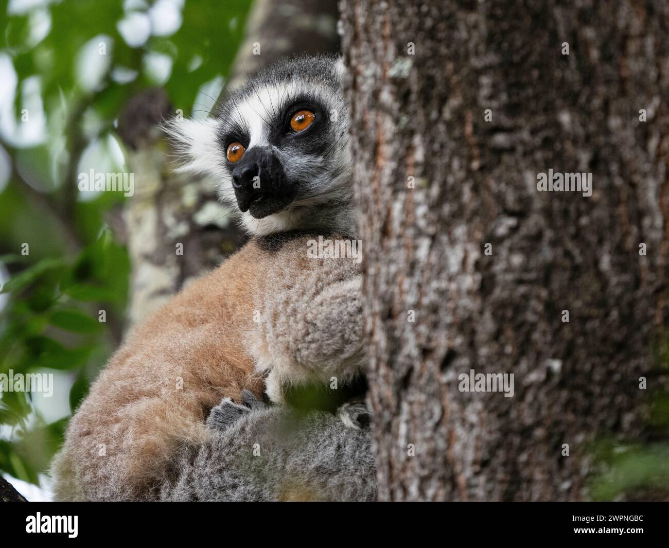 Ring-tailed lemur, Lemur catta, Anja Community Reserve, Haute Matsiatra ...