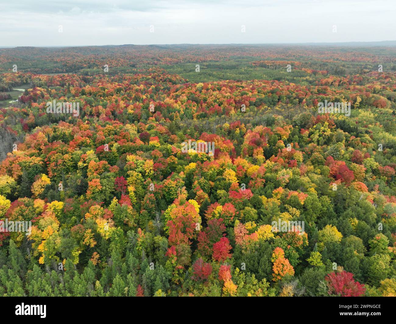 Bold trees hi-res stock photography and images - Alamy