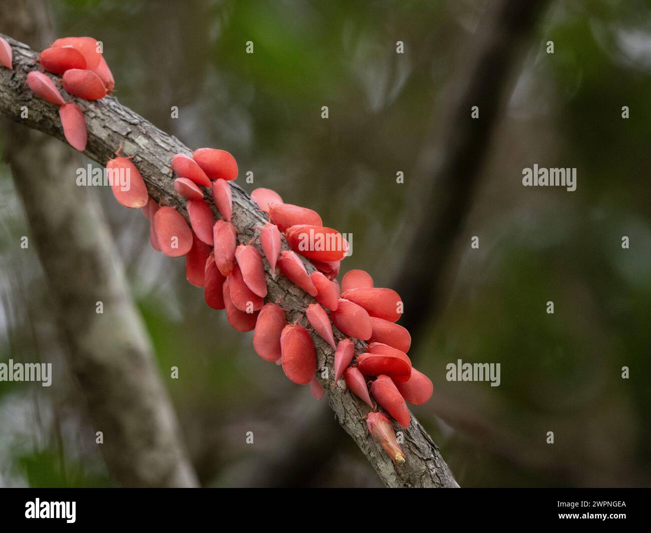 Flatid leaf bugs, Flatida rosea, Anja Community Reserve, Haute ...