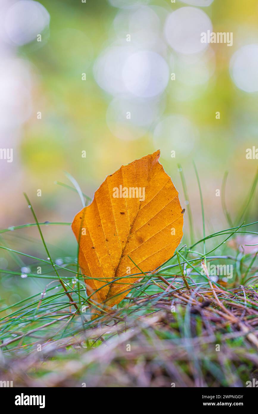 Fallen leaf on forest floor, nature in detail, forest still life Stock ...
