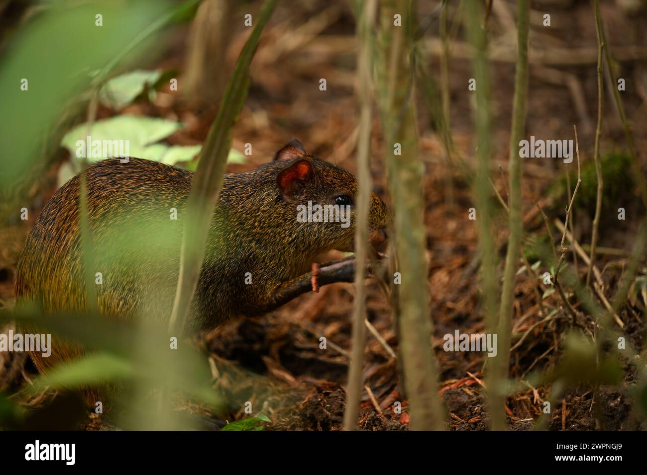 Wallpaper little hi-res stock photography and images - Alamy