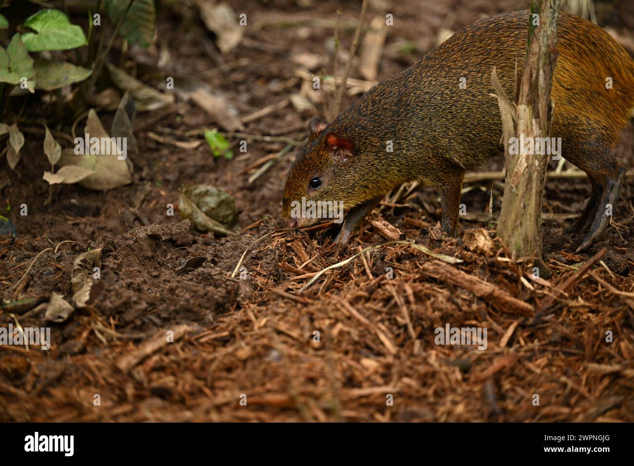 Cutia brasileira hi-res stock photography and images - Alamy
