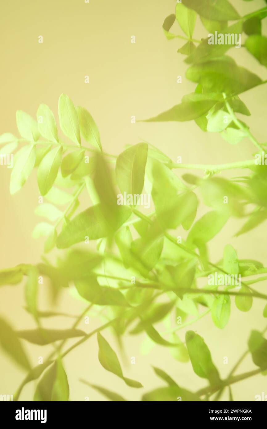 Light greenery hi-res stock photography and images - Alamy