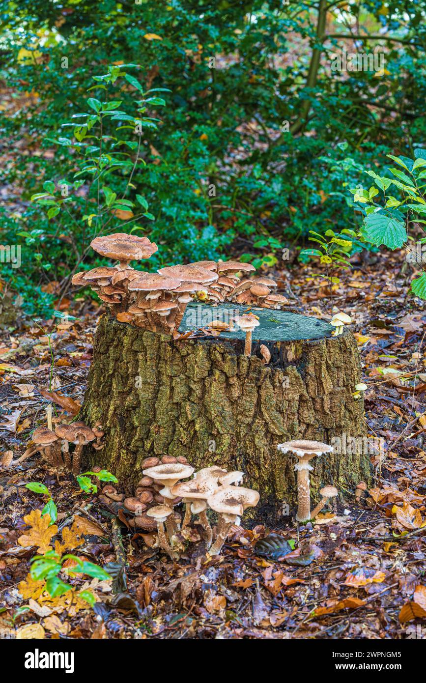 Group of honey fungi / hallimash, close-up Stock Photo - Alamy