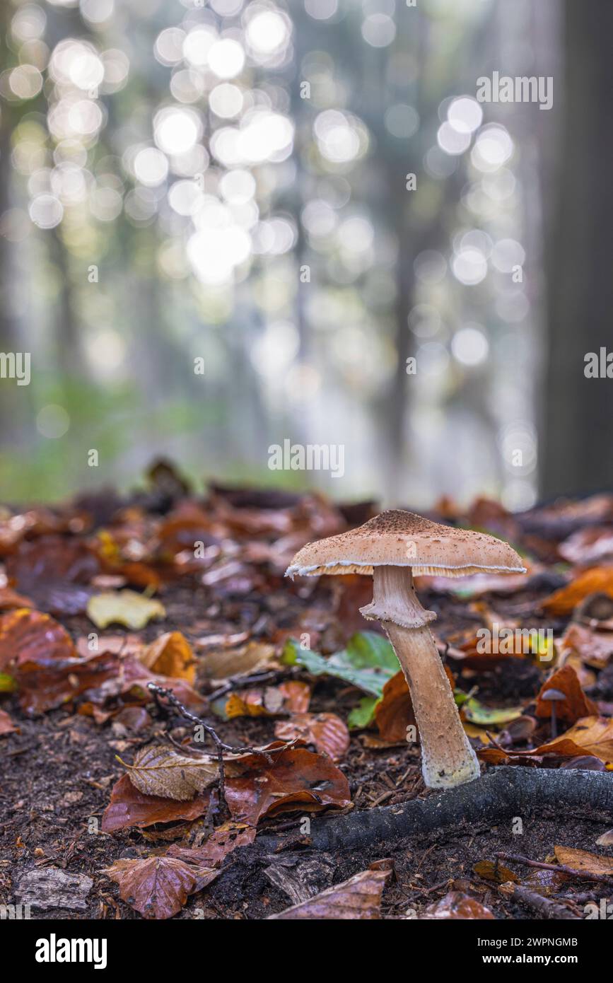 Group of honey fungi / hallimash, close-up Stock Photo - Alamy