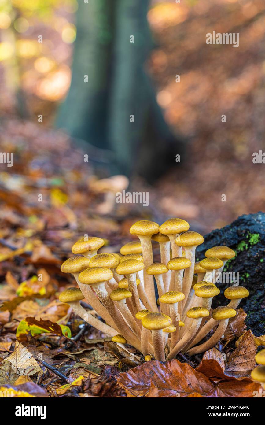 Group of honey fungi / hallimash, close-up Stock Photo - Alamy