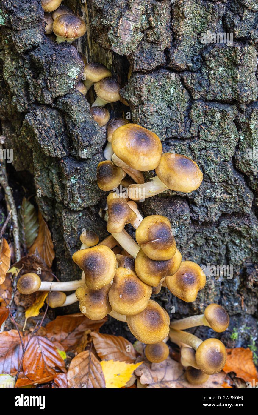 Group of honey fungi / hallimash, close-up Stock Photo - Alamy