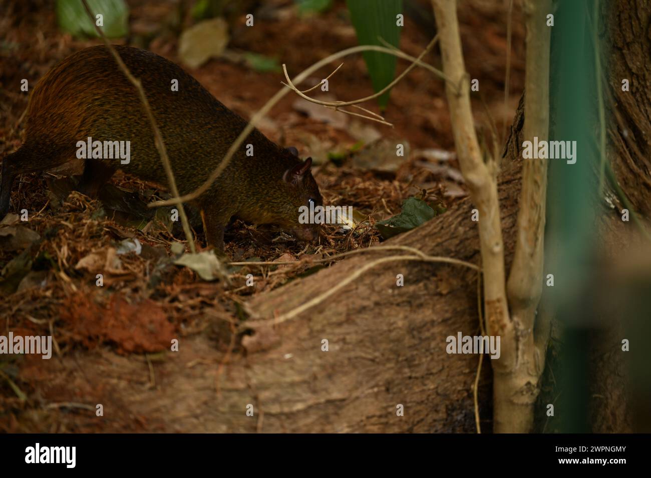 Cutia brasileira hi-res stock photography and images - Alamy