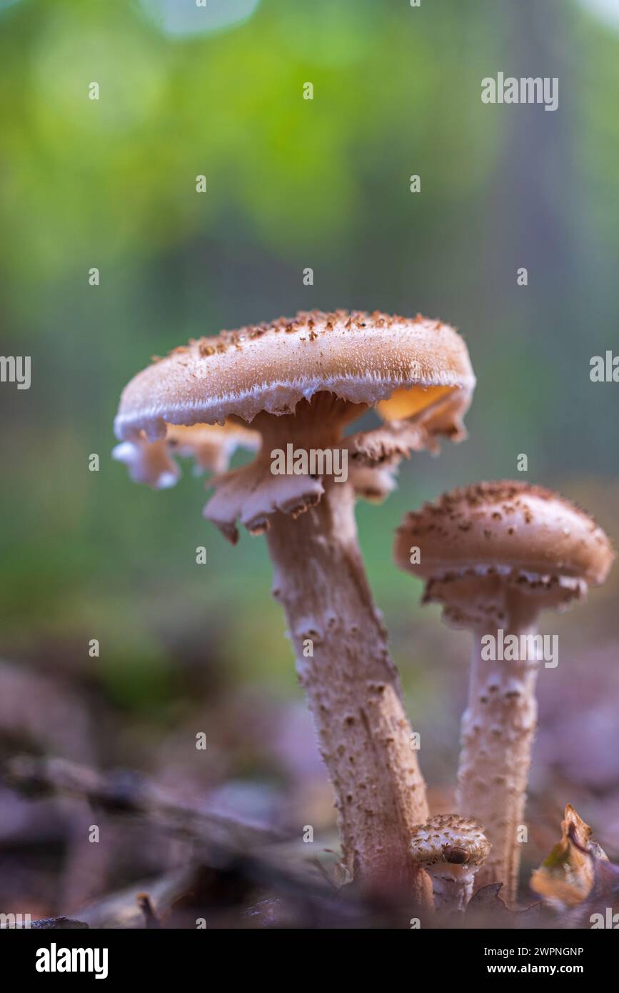 Hallimash hi-res stock photography and images - Alamy