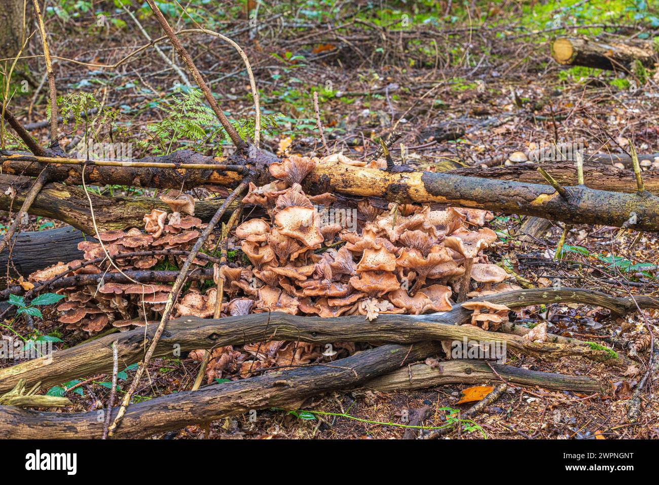 Group of honey fungi / hallimash, close-up Stock Photo - Alamy