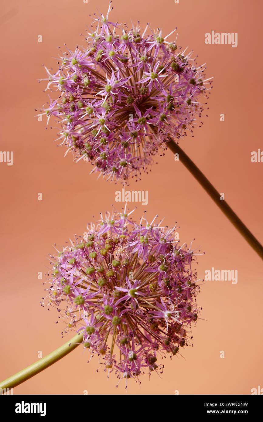 onion flower on orange background Allium stipitatum Stock Photo - Alamy