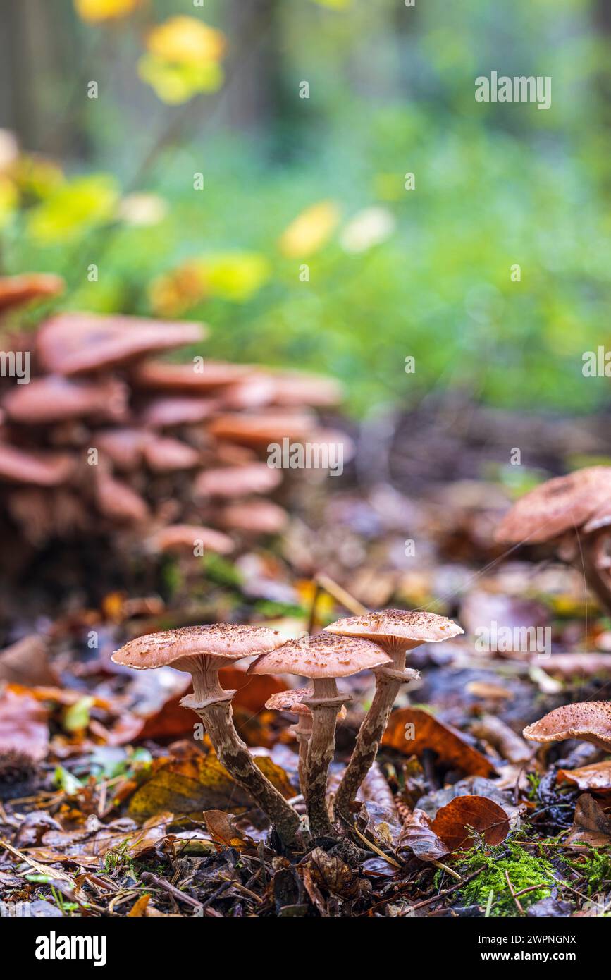 Group of honey fungi / hallimash, close-up Stock Photo - Alamy