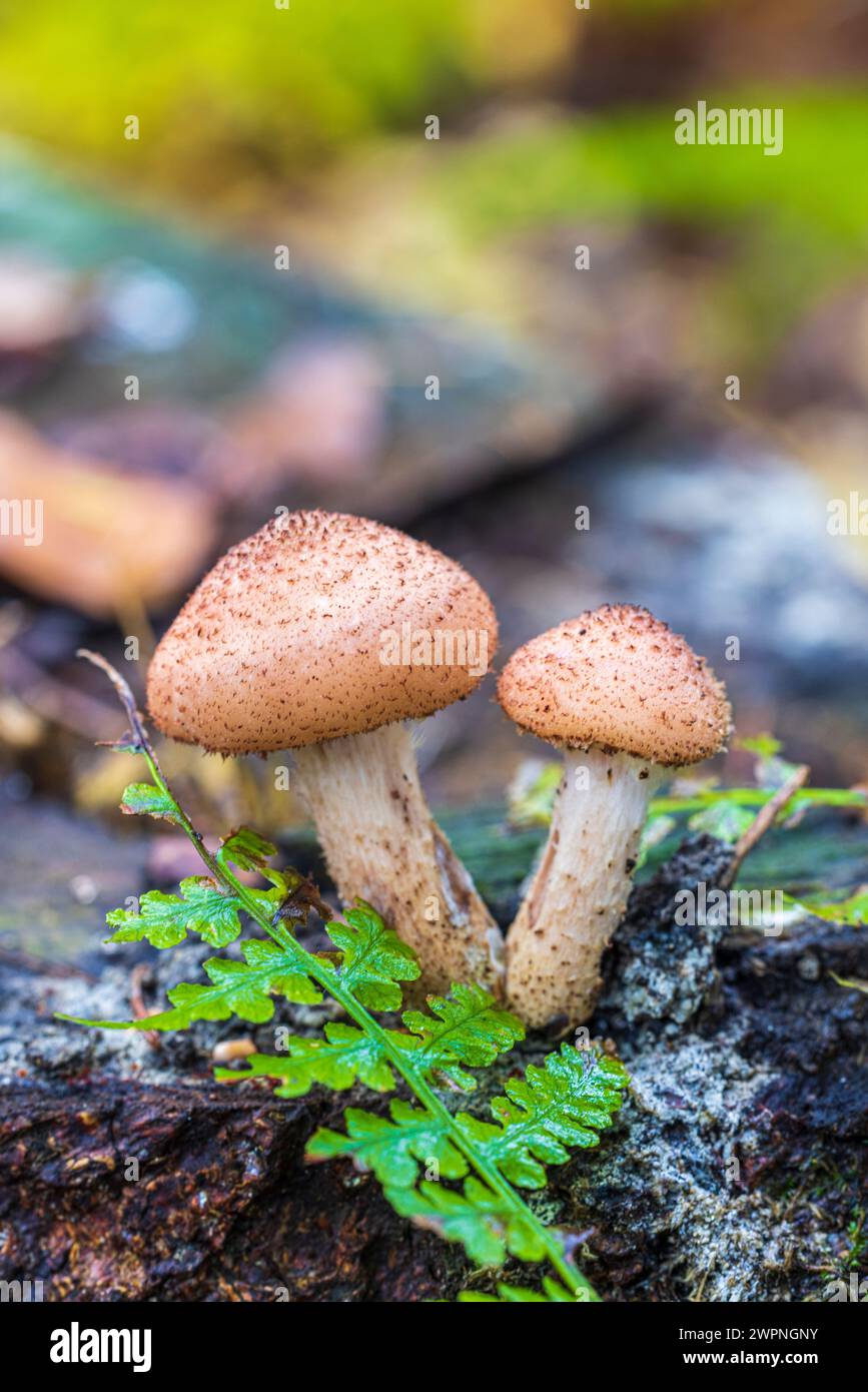 Group of honey fungi / hallimash, close-up Stock Photo - Alamy