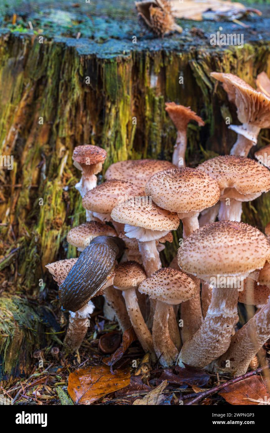 Group of honey fungi / hallimash, close-up Stock Photo - Alamy