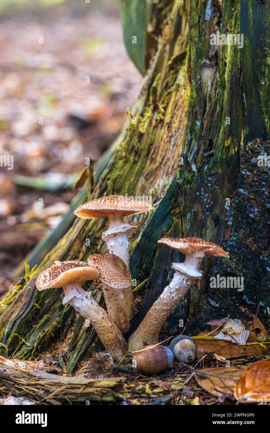 Group of honey fungi / hallimash, close-up Stock Photo - Alamy