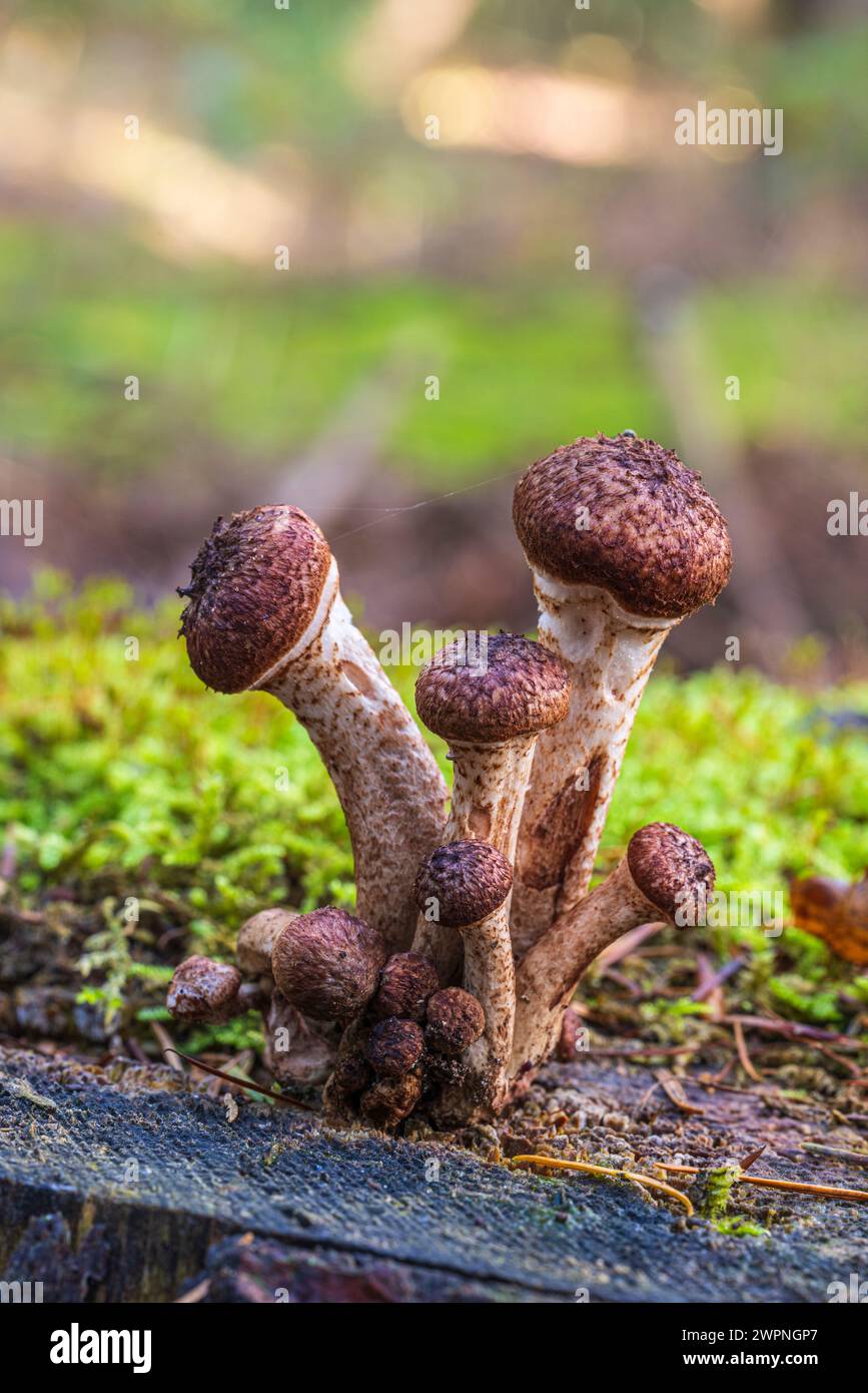 Hallimash hi-res stock photography and images - Alamy