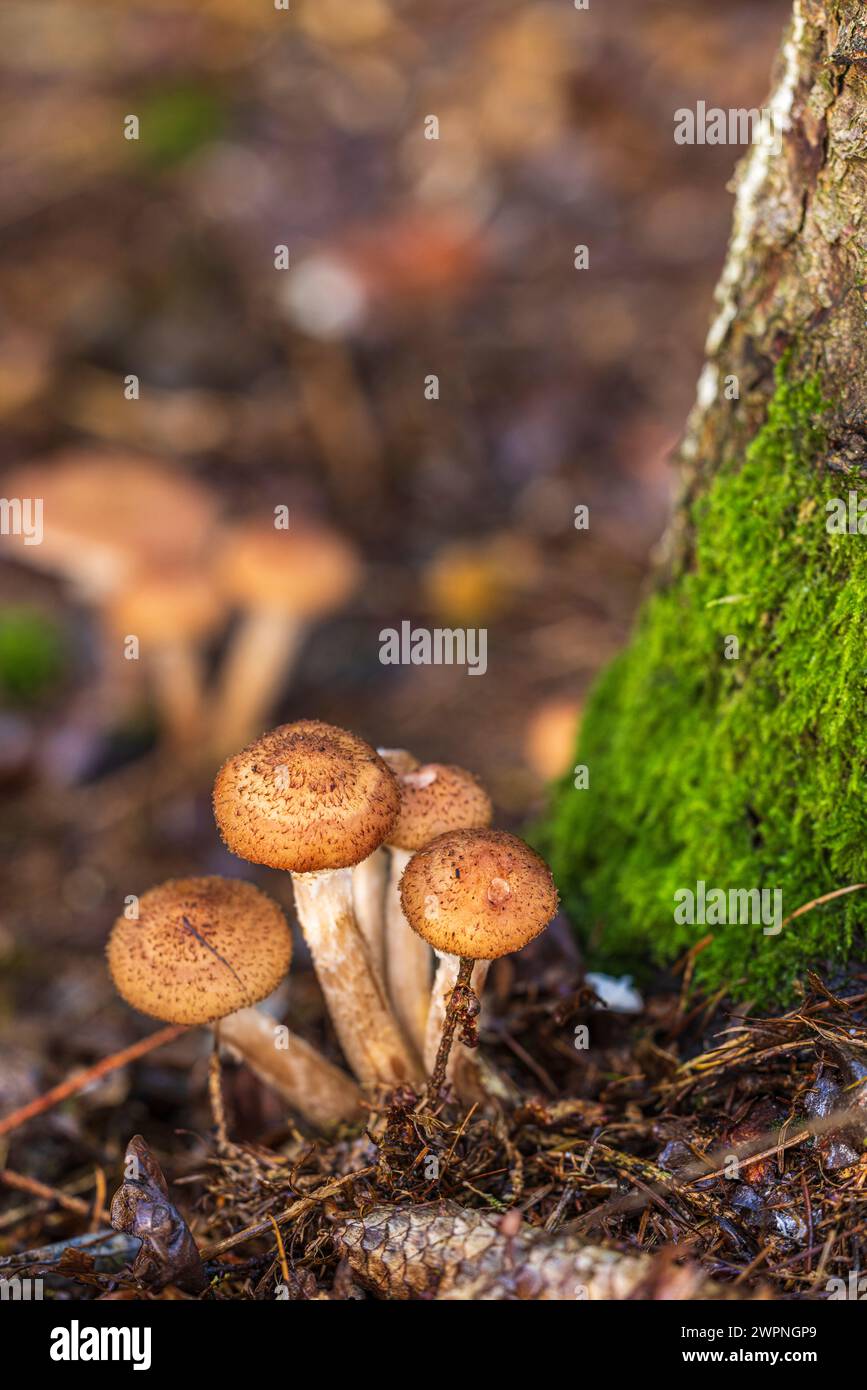 Group of honey fungi / hallimash, close-up Stock Photo - Alamy