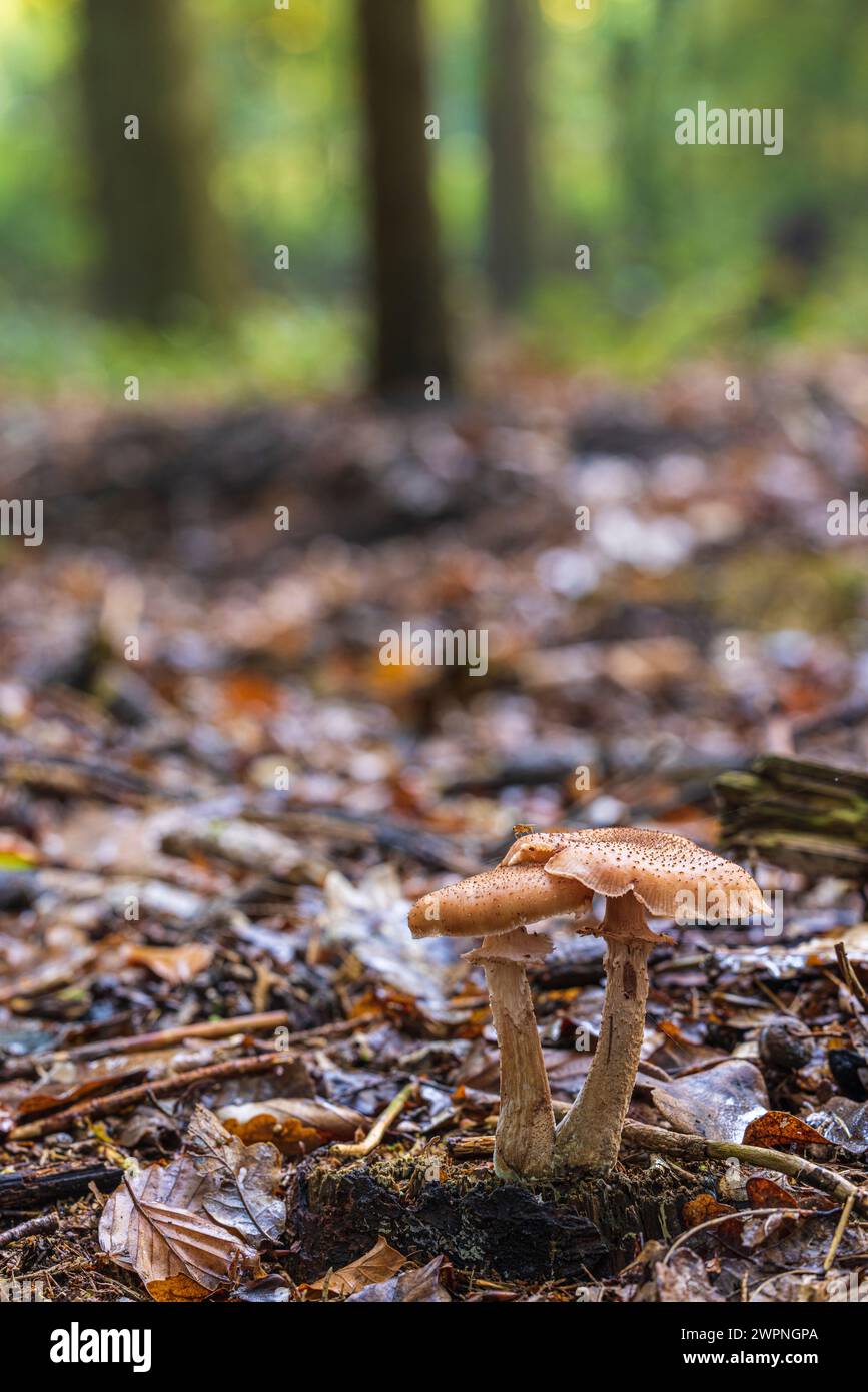 Group of honey fungi / hallimash, close-up Stock Photo - Alamy