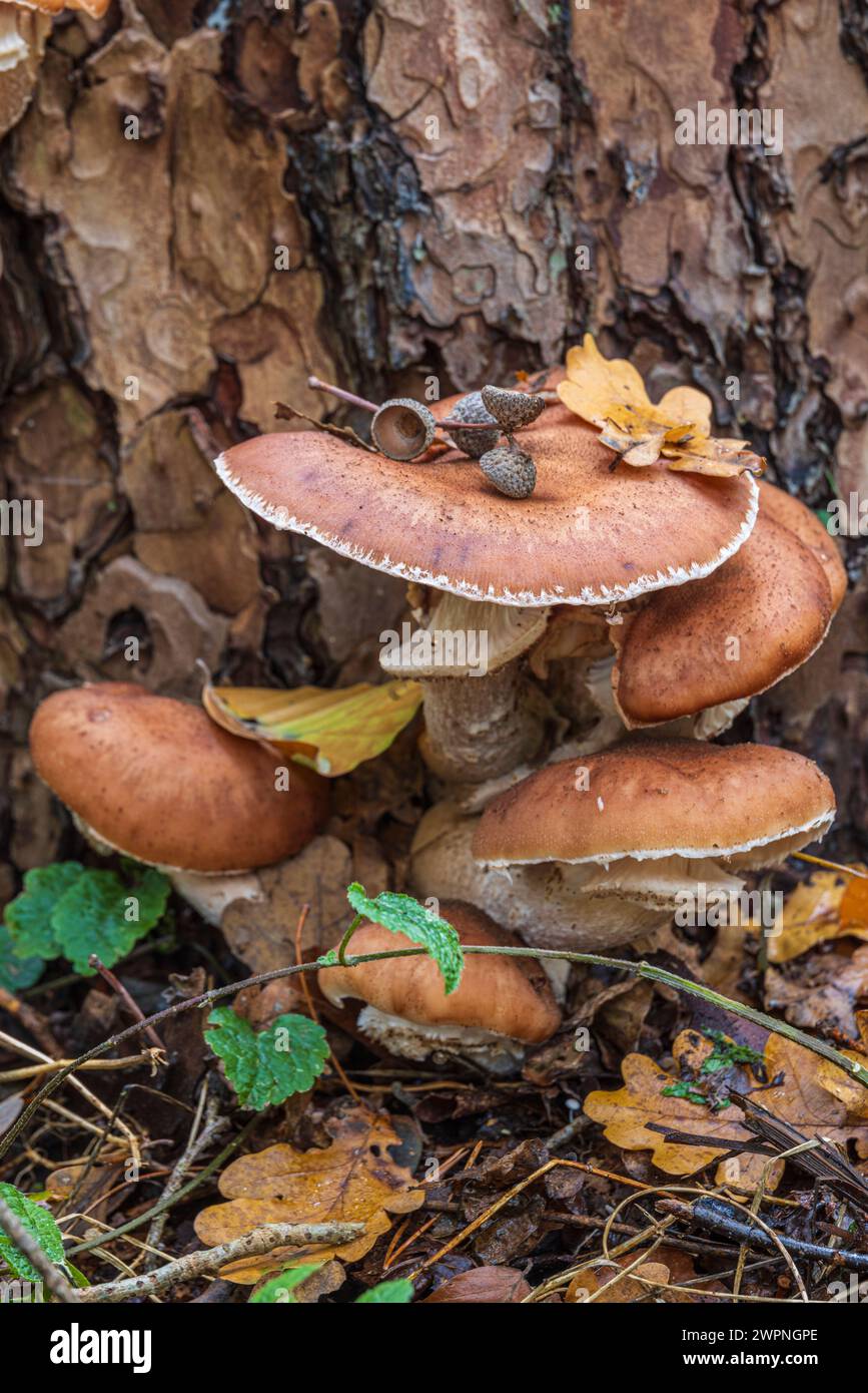 Group of honey fungi / hallimash, close-up Stock Photo - Alamy