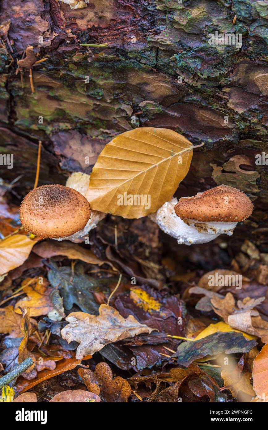 Hallimash hi-res stock photography and images - Alamy