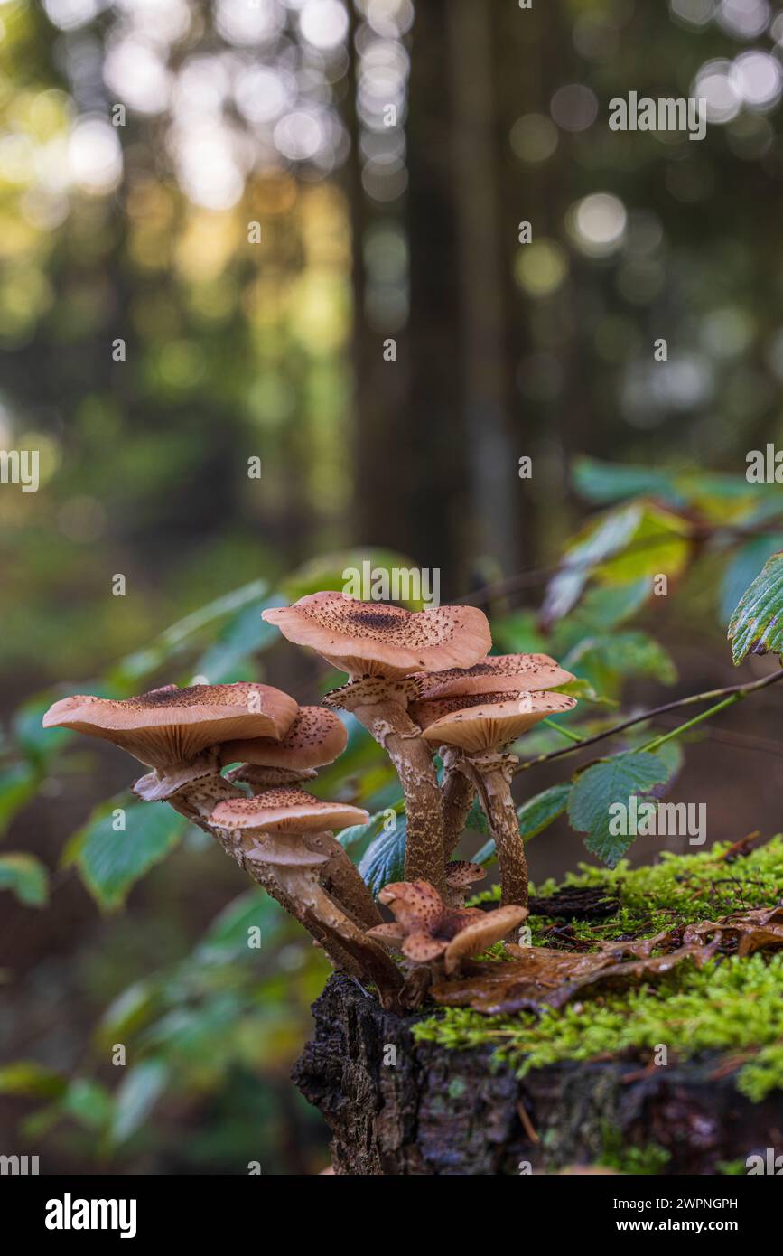 Hallimash hi-res stock photography and images - Alamy