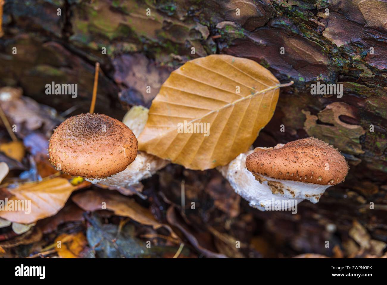 Group of honey fungi / hallimash, close-up Stock Photo - Alamy
