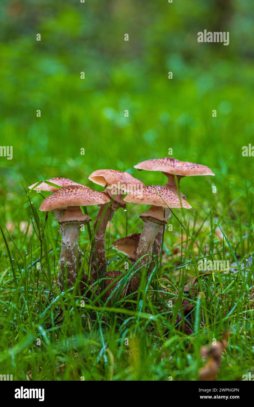 Group of honey fungi / hallimash, close-up Stock Photo - Alamy
