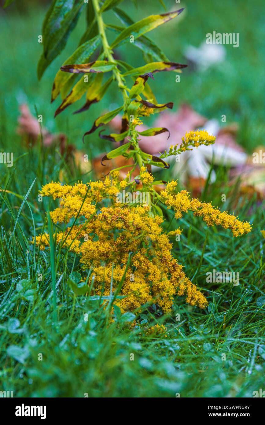 Golden yellow flowers of the Canadian goldenrod (Solidago canadensis ...