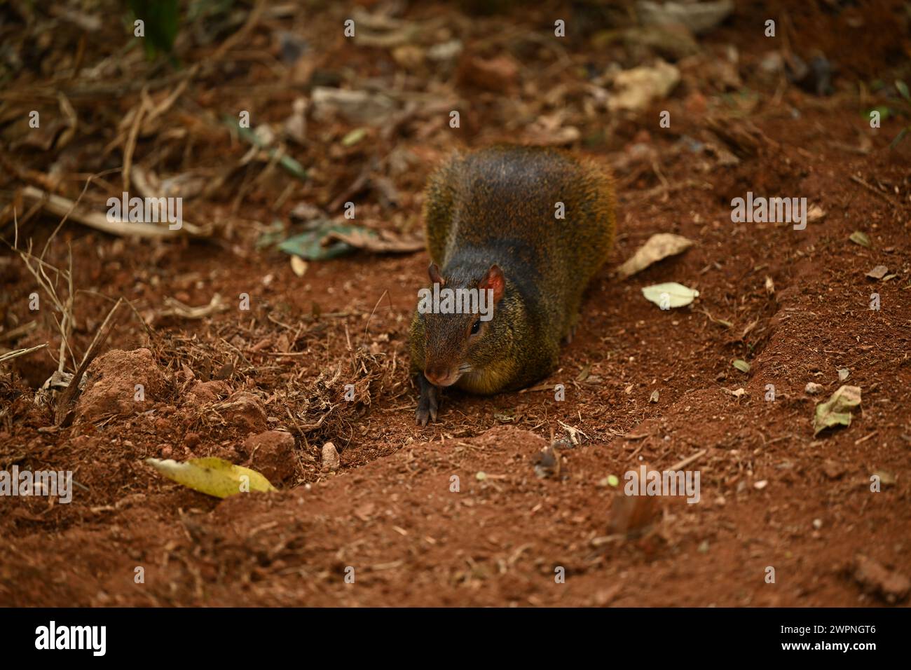 Cutia brasileira hi-res stock photography and images - Alamy