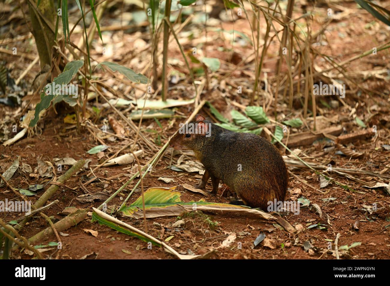 Wallpaper little hi-res stock photography and images - Alamy