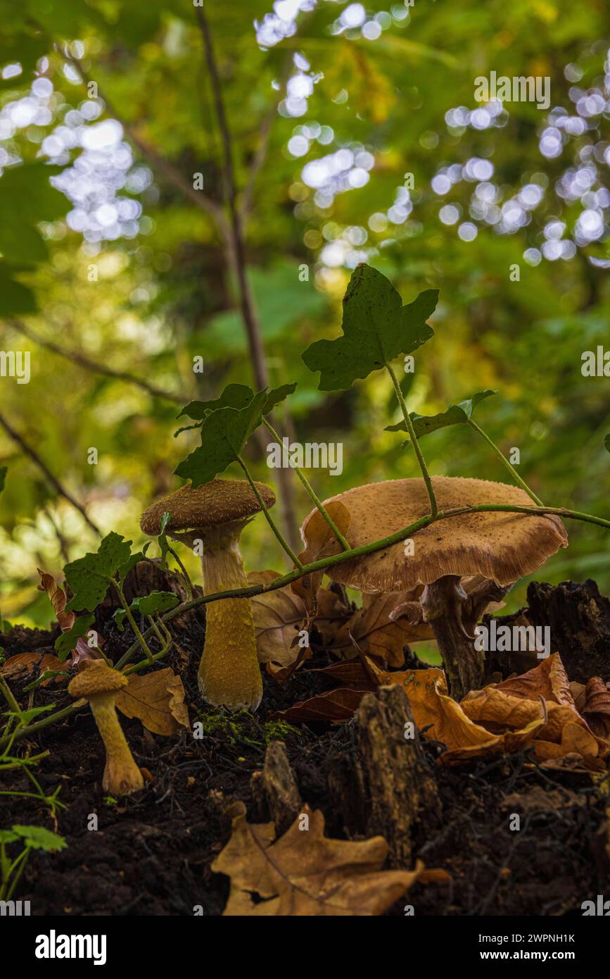 Group of honey fungi / hallimash, close-up Stock Photo - Alamy