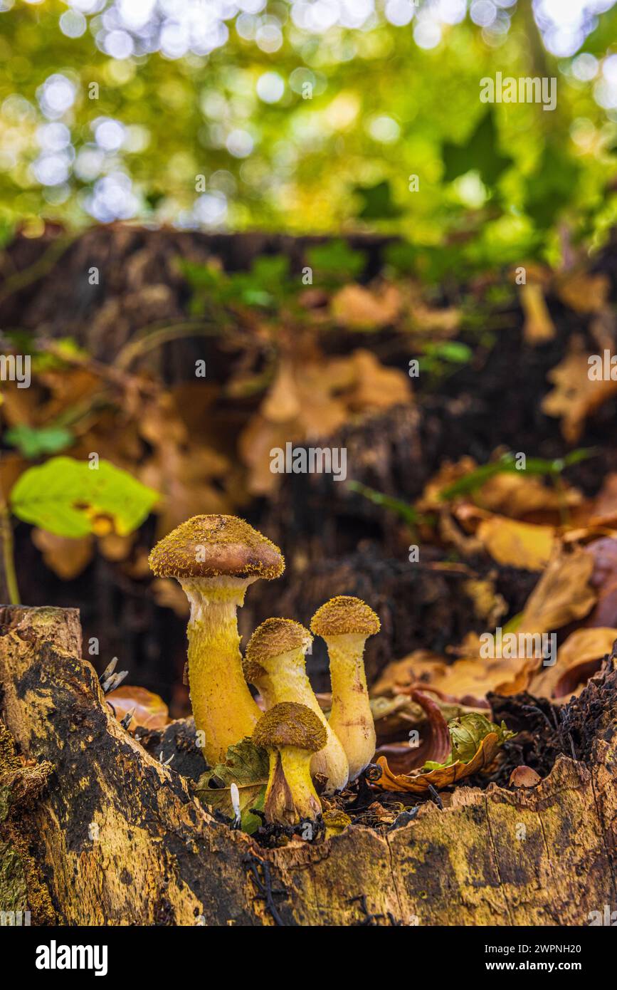 Group of honey fungi / hallimash, close-up Stock Photo - Alamy