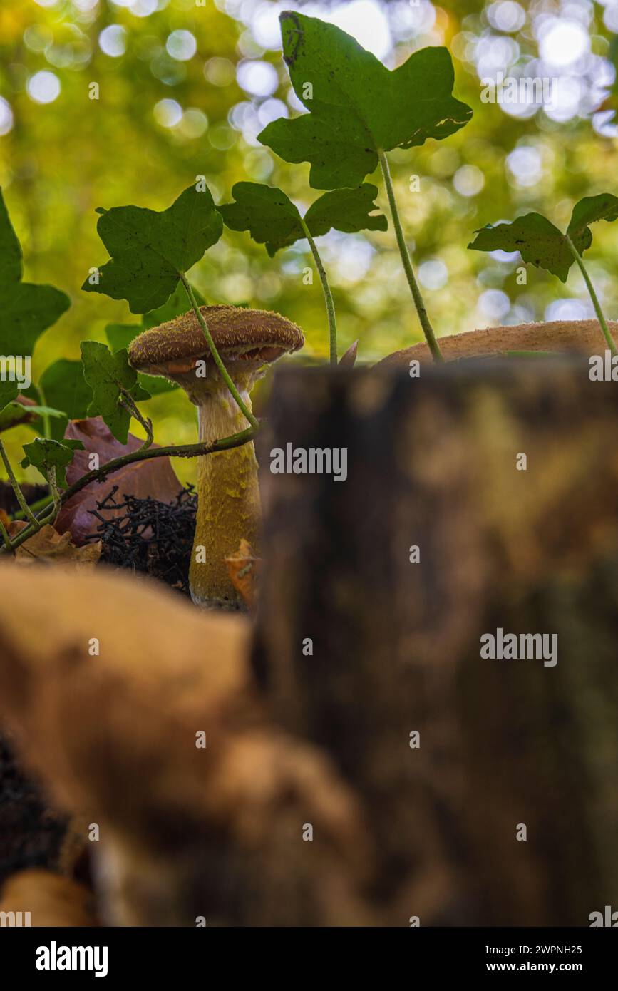 Group of honey fungi / hallimash, close-up Stock Photo - Alamy