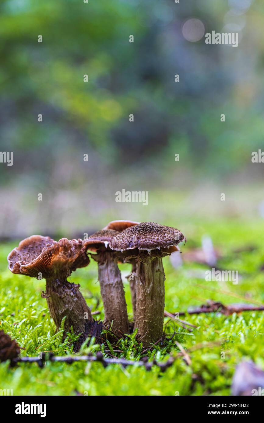 Group of honey fungi / hallimash, close-up Stock Photo - Alamy