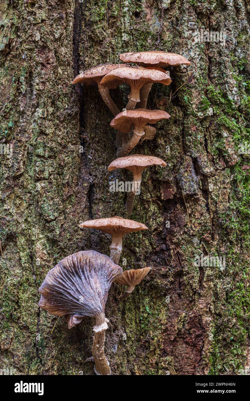 Group of honey fungi / hallimash, close-up Stock Photo - Alamy
