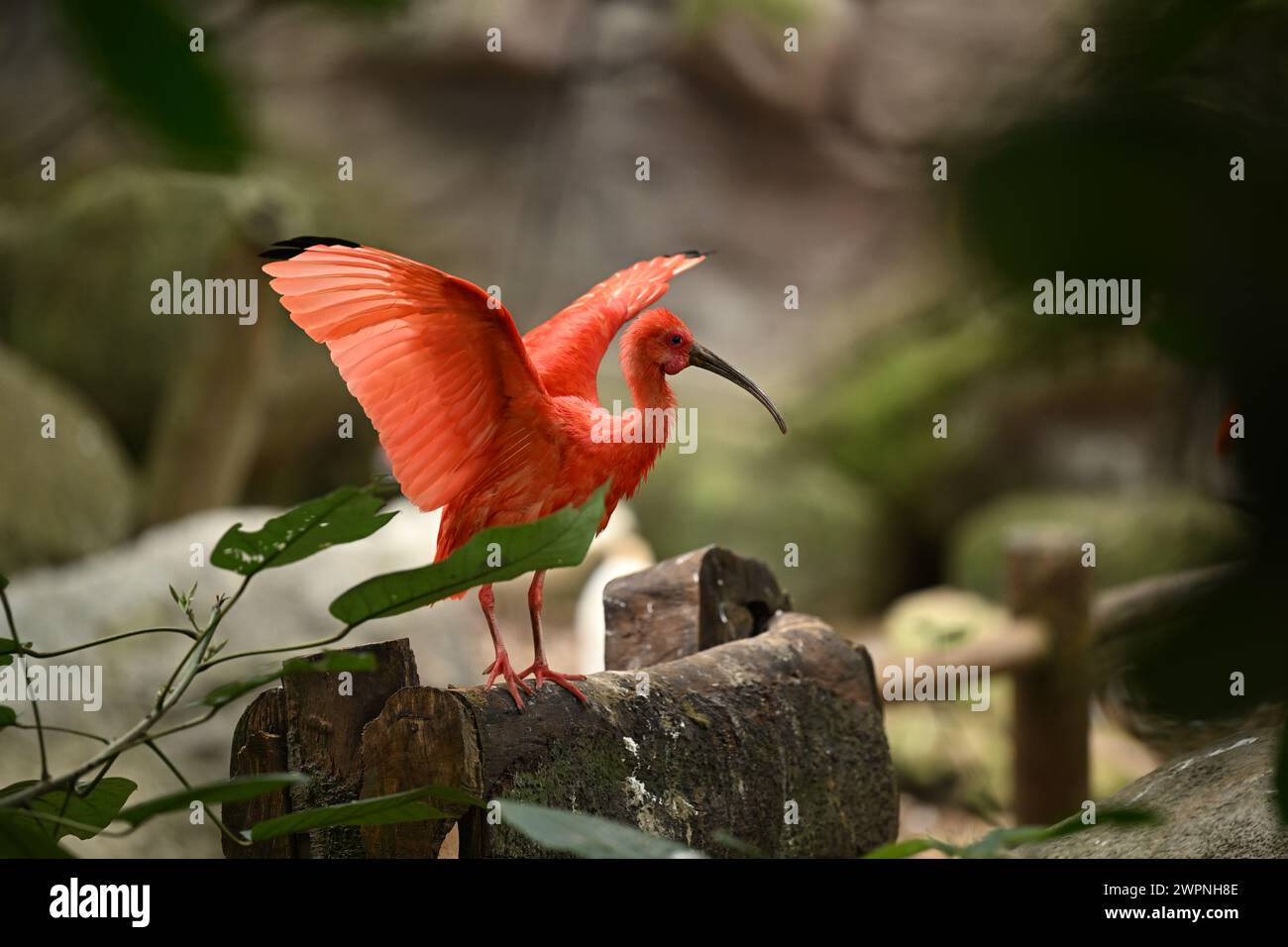 Scarlet ibis eudocimus ruber 4k hi-res stock photography and images - Alamy