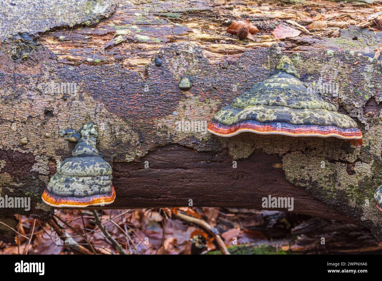 Red-edged dry rot on dead wood Stock Photo - Alamy