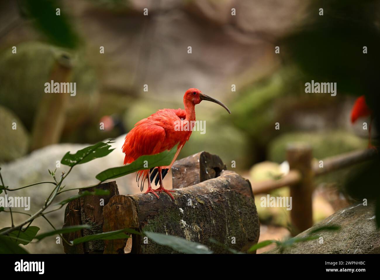Scarlet ibis eudocimus ruber 4k hi-res stock photography and images - Alamy