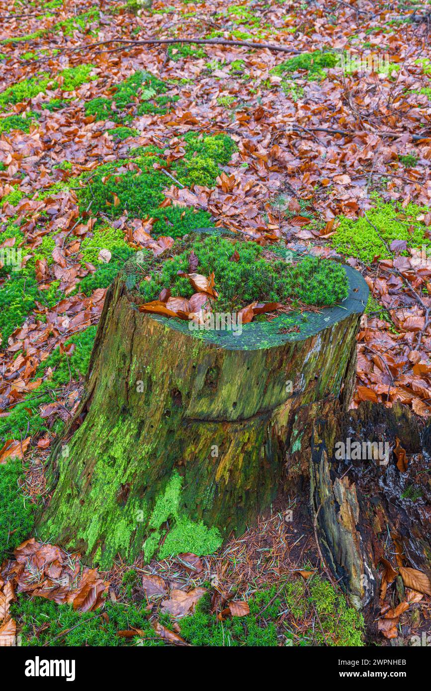 Floodplain space hi-res stock photography and images - Alamy