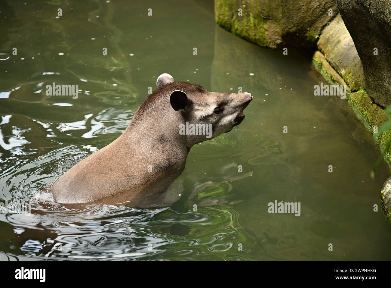 Tapir on the Water Stock Photo - Alamy