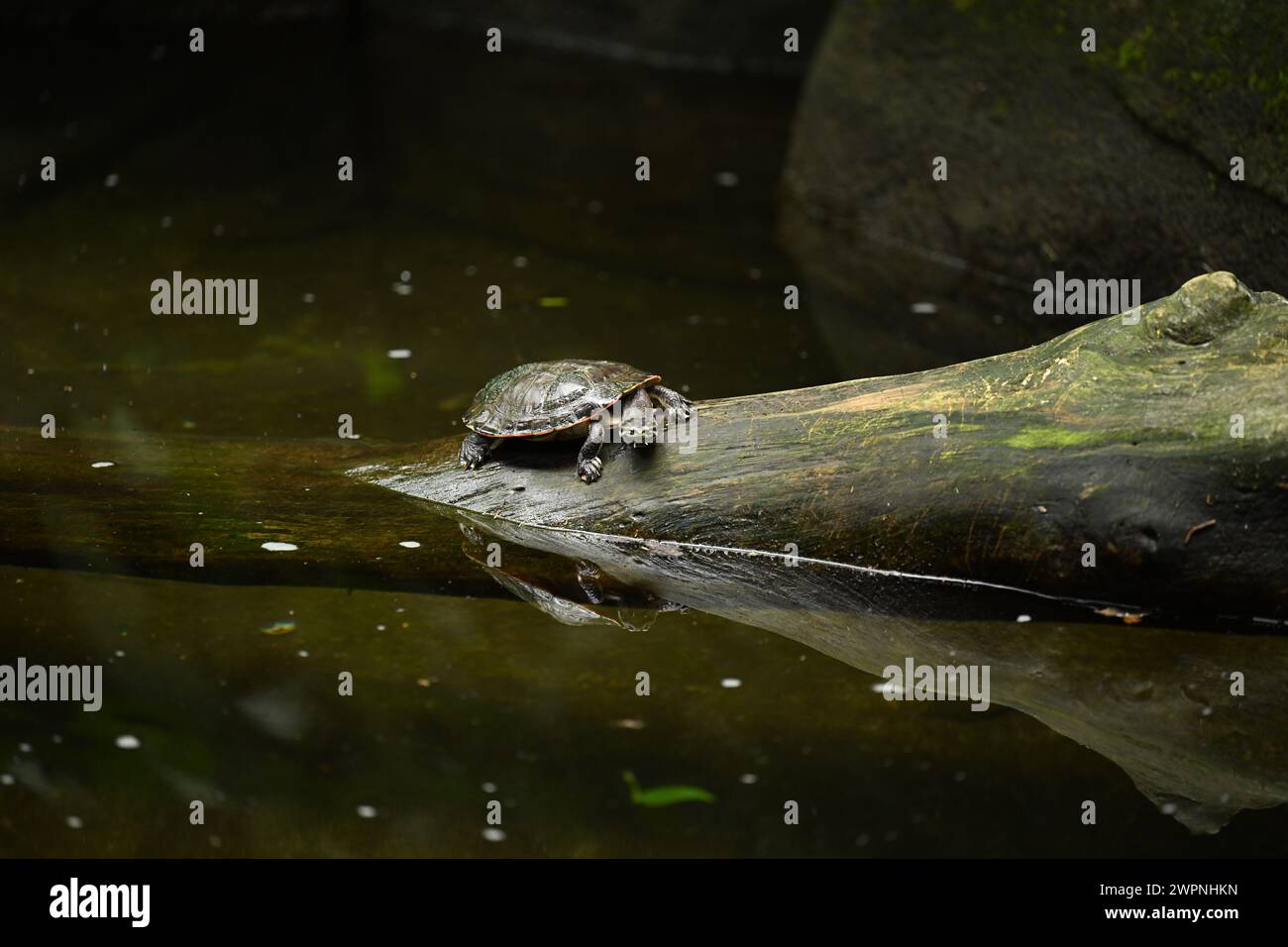 Save the turtles hi-res stock photography and images - Alamy