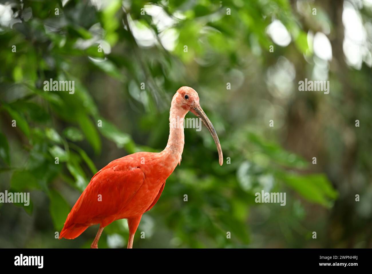 Tropical ibis hi-res stock photography and images - Alamy