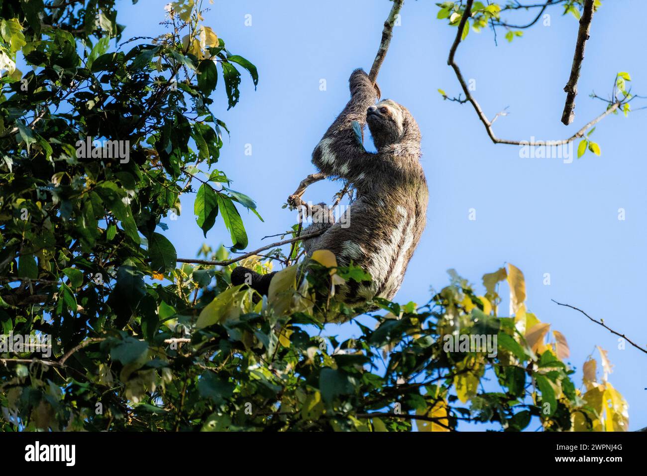 Sloth - Brazilian rainforest, Cruising the Amazon by boutique ship (MS ...