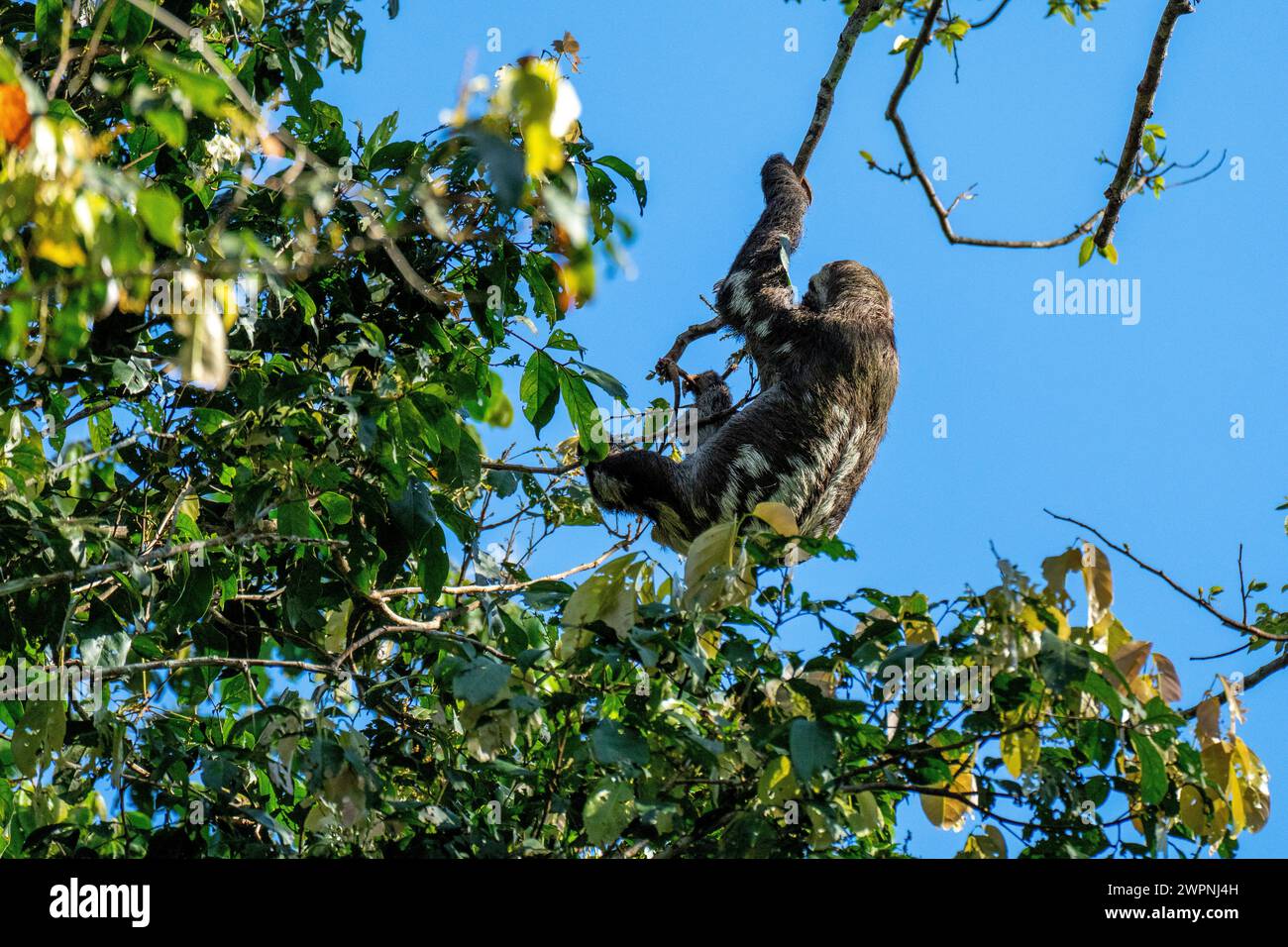 Sloth - Brazilian rainforest, Cruising the Amazon by boutique ship (MS ...