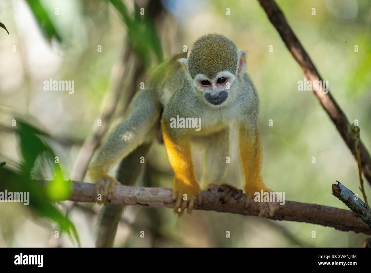 Monkey - Brazilian rainforest, Cruising the Amazon by boutique ship (MS ...