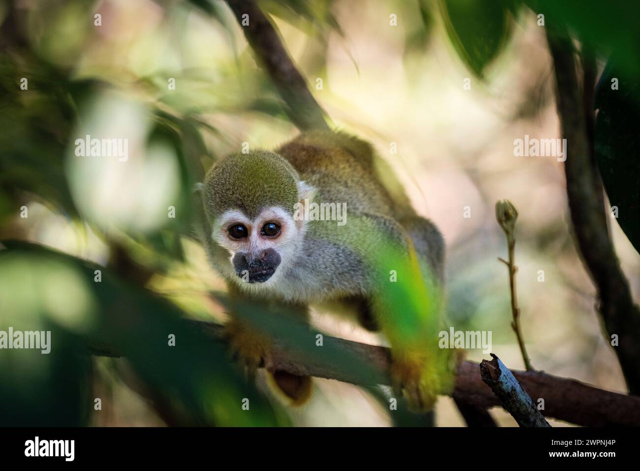 Monkey - Brazilian rainforest, Cruising the Amazon by boutique ship (MS ...