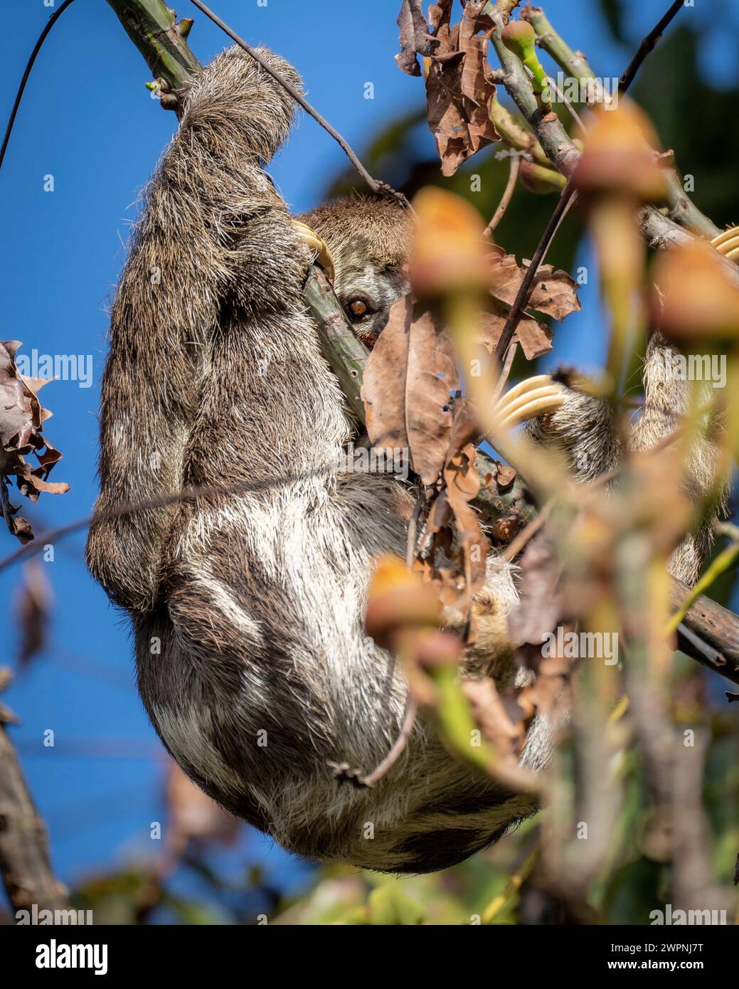 Sloth - Brazilian rainforest, Cruising the Amazon by boutique ship (MS ...