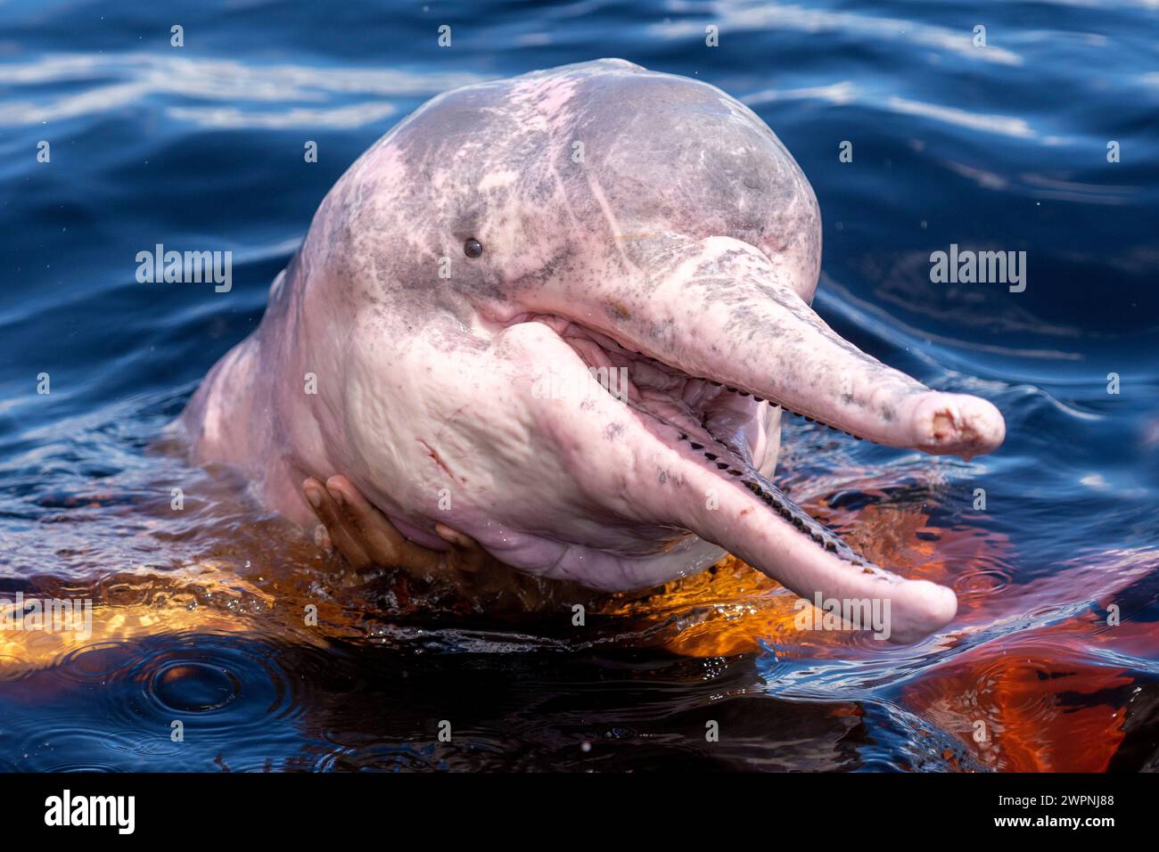 Amazon river dolphin hi-res stock photography and images - Alamy